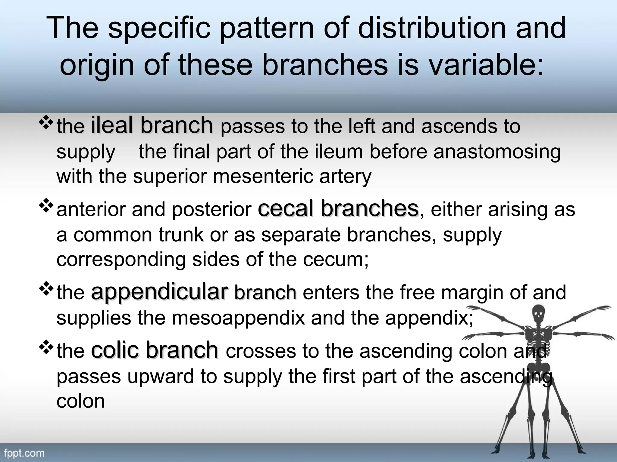 Anatomy superior Mesenteric artery | PPT