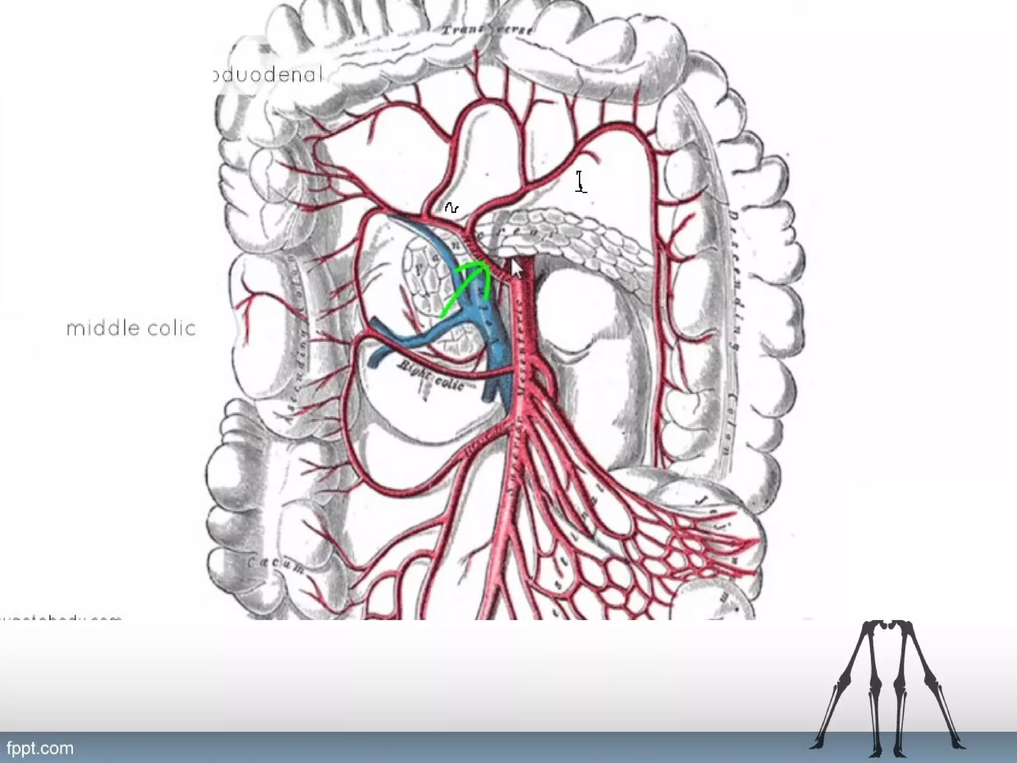 Anatomy superior Mesenteric artery | PPT