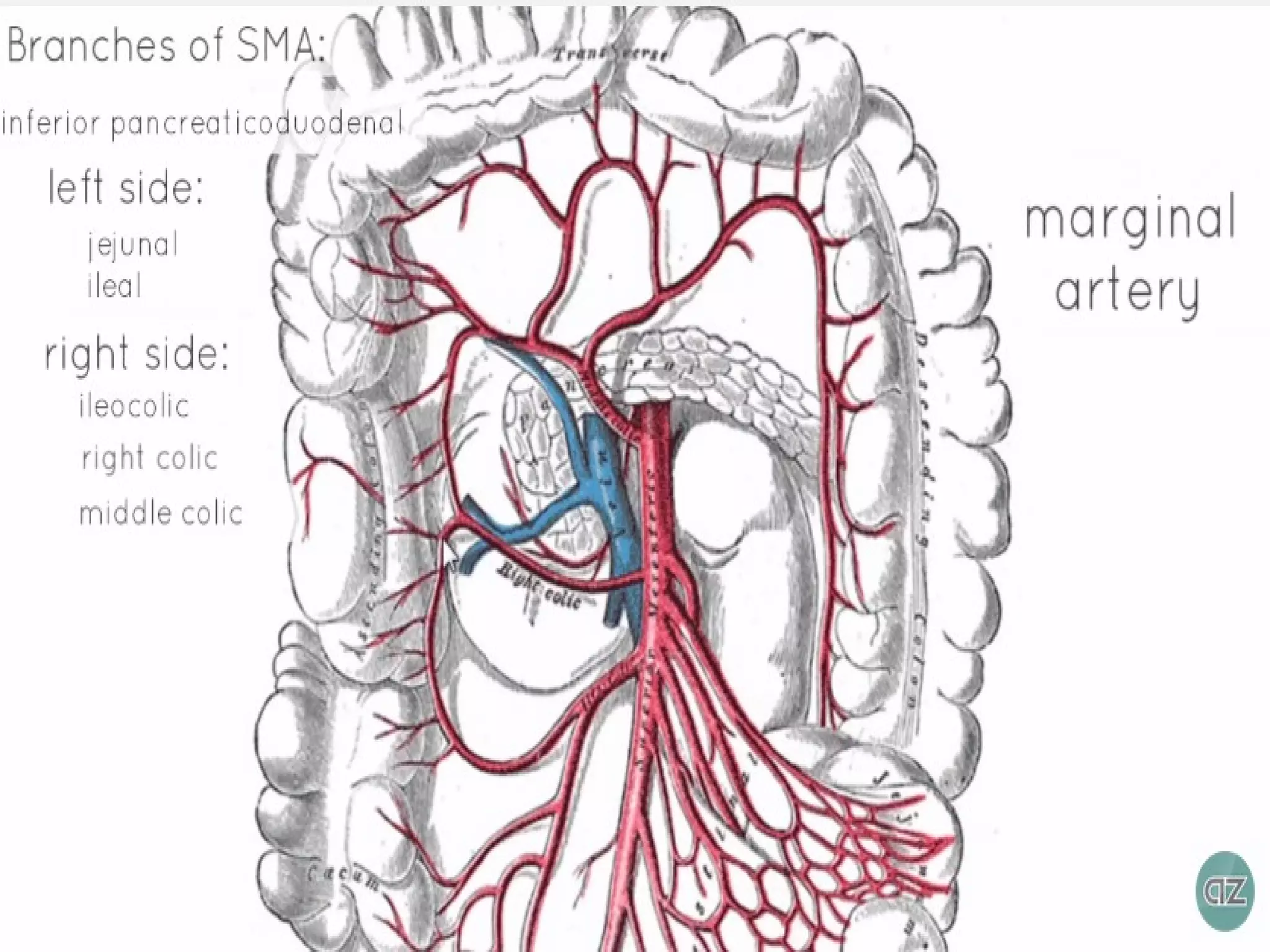 Anatomy superior Mesenteric artery | PPT