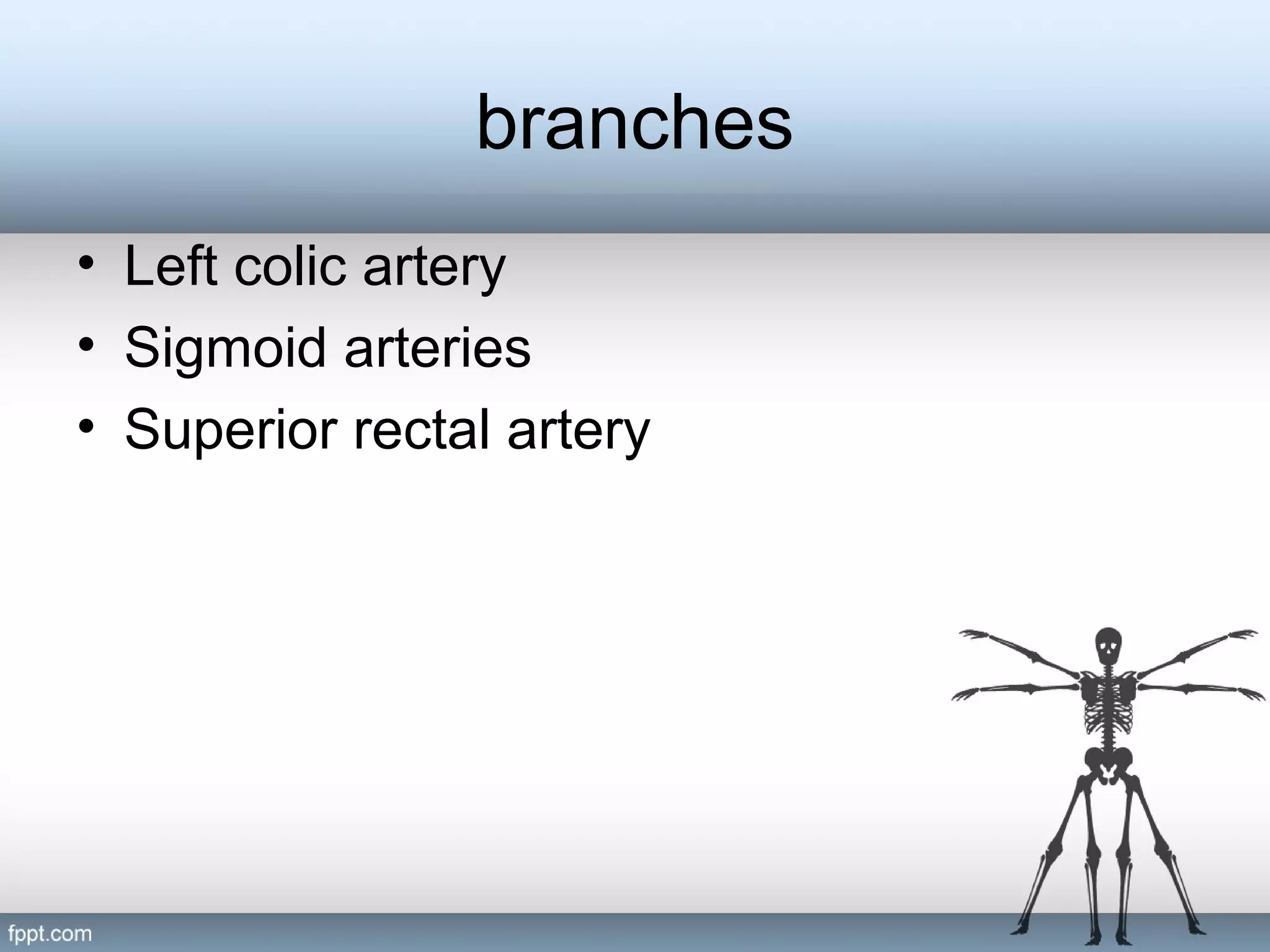Anatomy superior Mesenteric artery | PPT