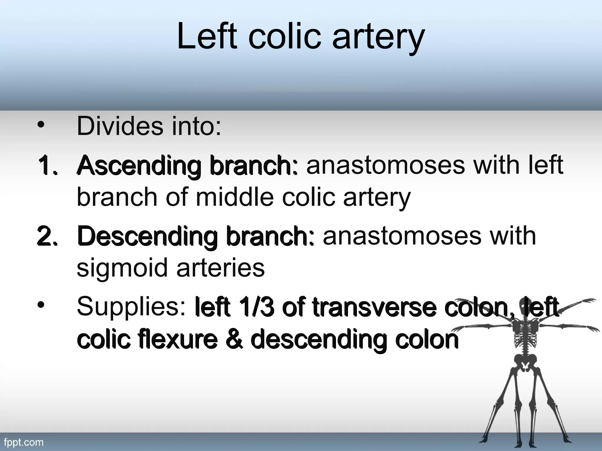 Anatomy superior Mesenteric artery | PPT