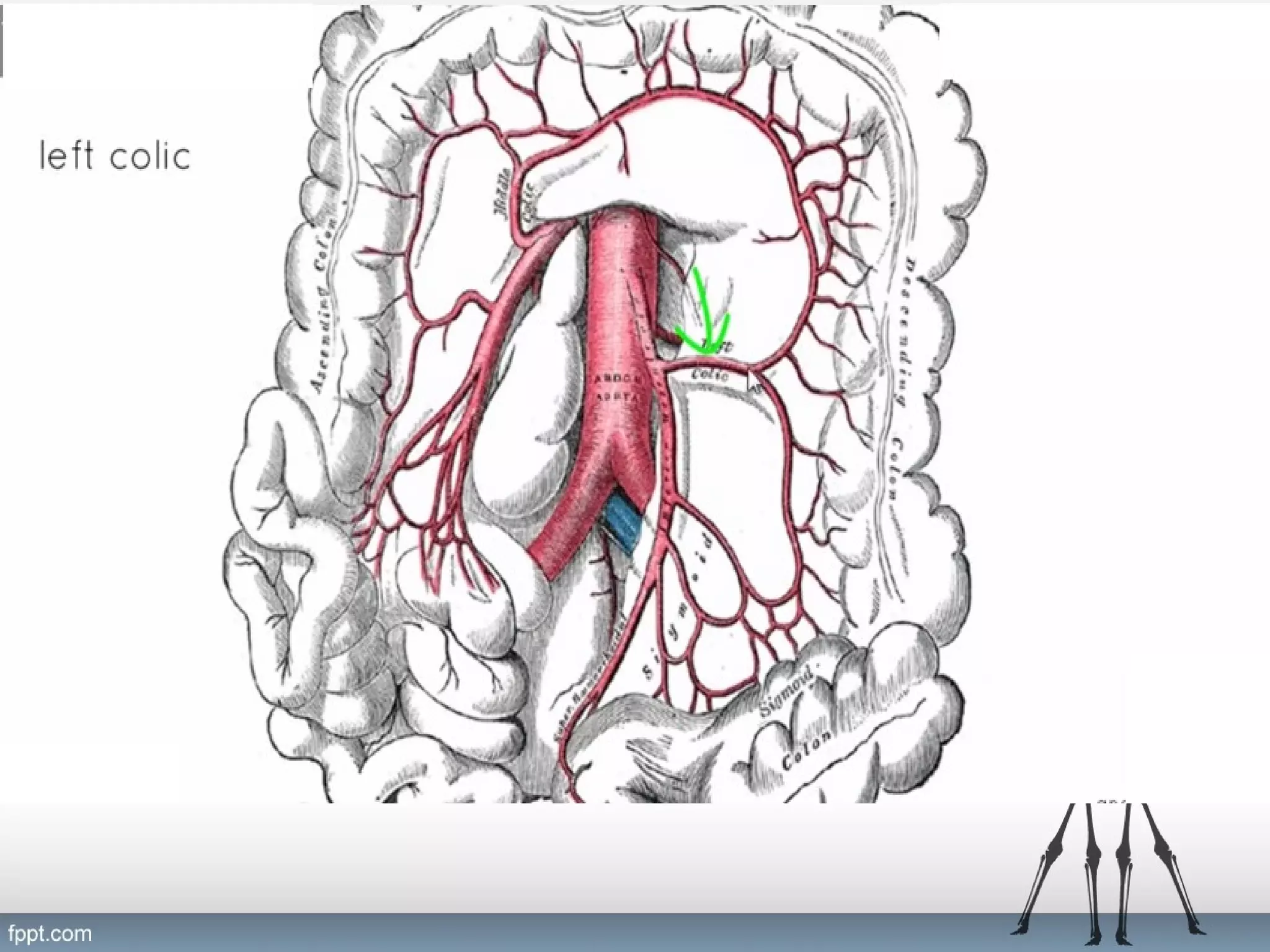 Anatomy superior Mesenteric artery | PPT