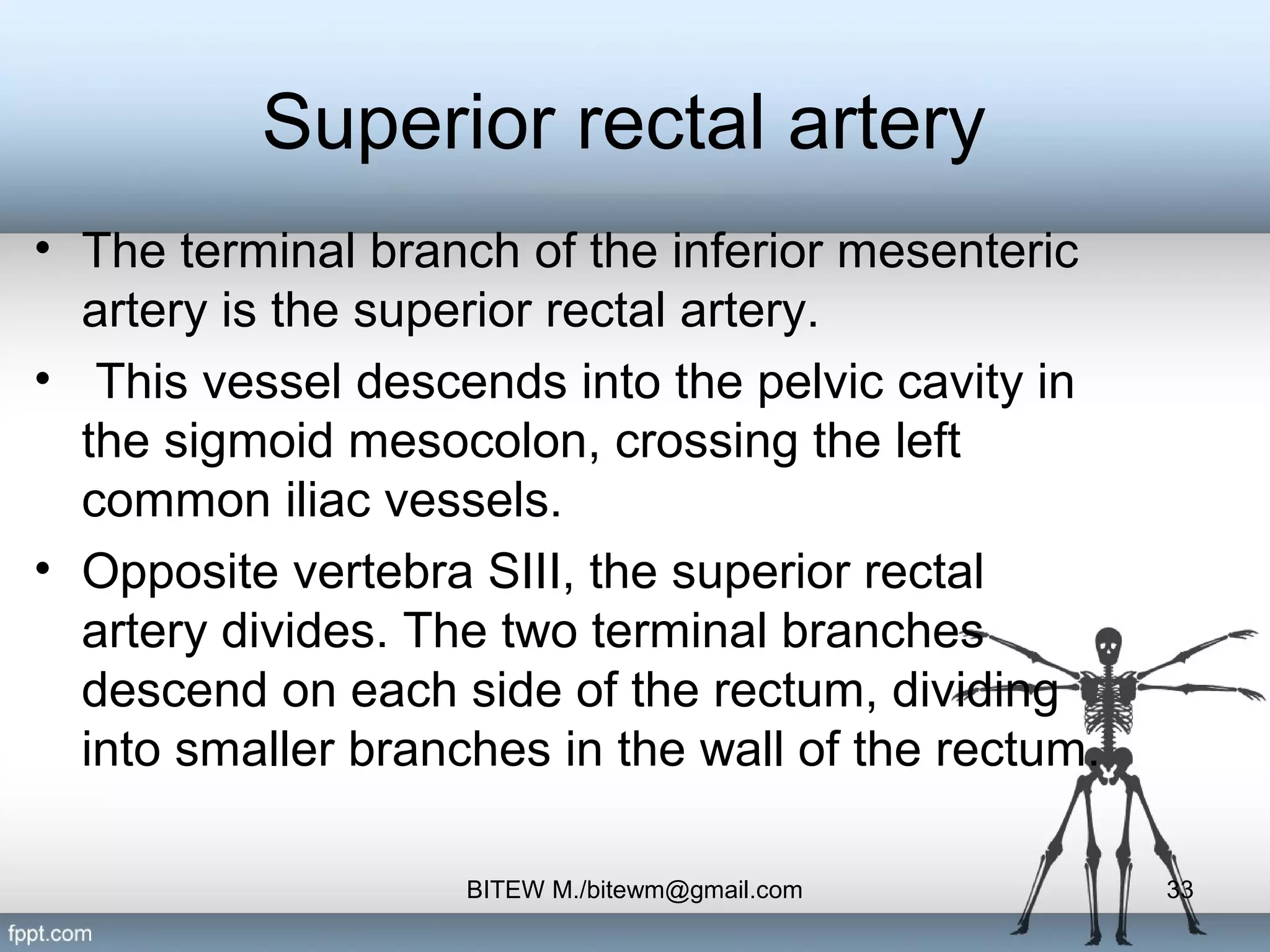 Anatomy superior Mesenteric artery | PPT
