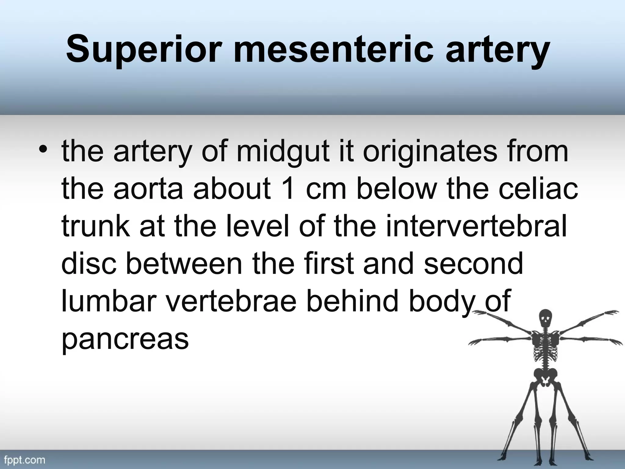 Anatomy superior Mesenteric artery | PPT