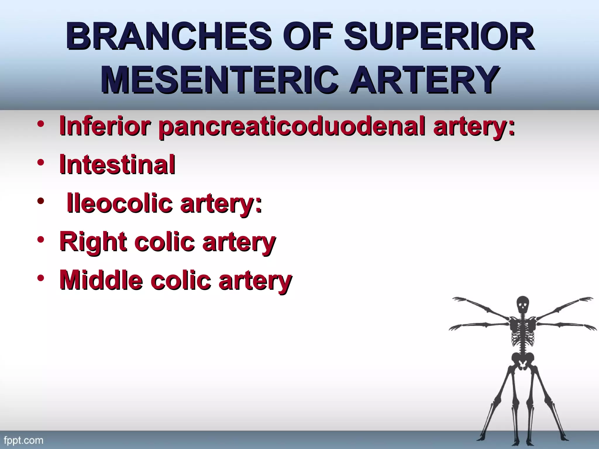 Anatomy superior Mesenteric artery | PPT