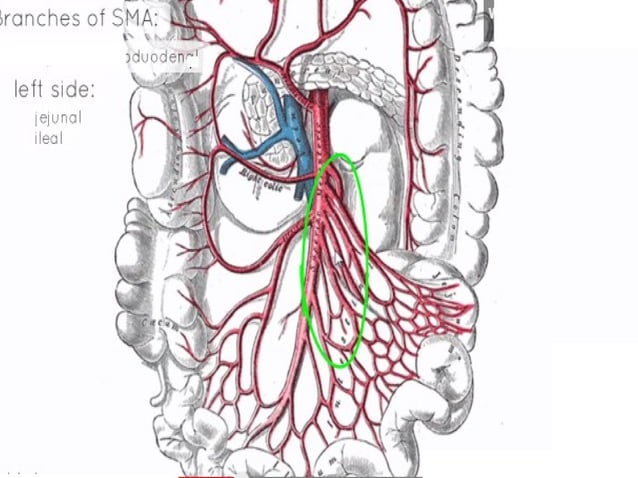Anatomy superior Mesenteric artery | PPT