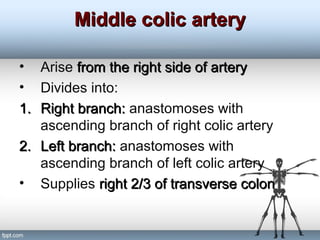 Anatomy superior Mesenteric artery | PPT