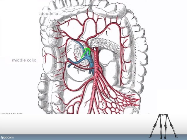 Anatomy superior Mesenteric artery | PPT
