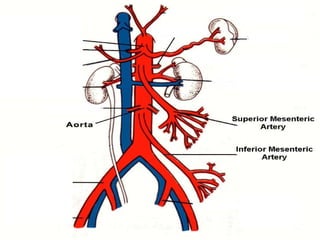 Superior Mesenteric Artery