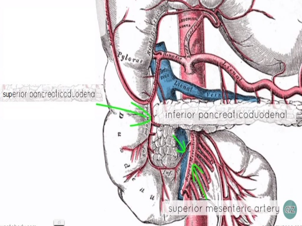 Anatomy superior Mesenteric artery