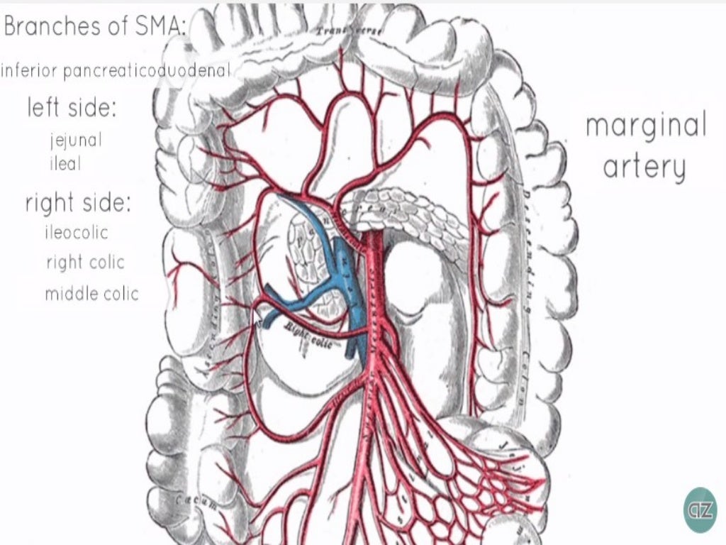 Anatomy superior Mesenteric artery
