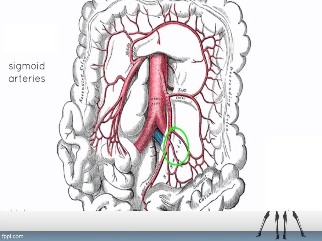 Anatomy superior Mesenteric artery