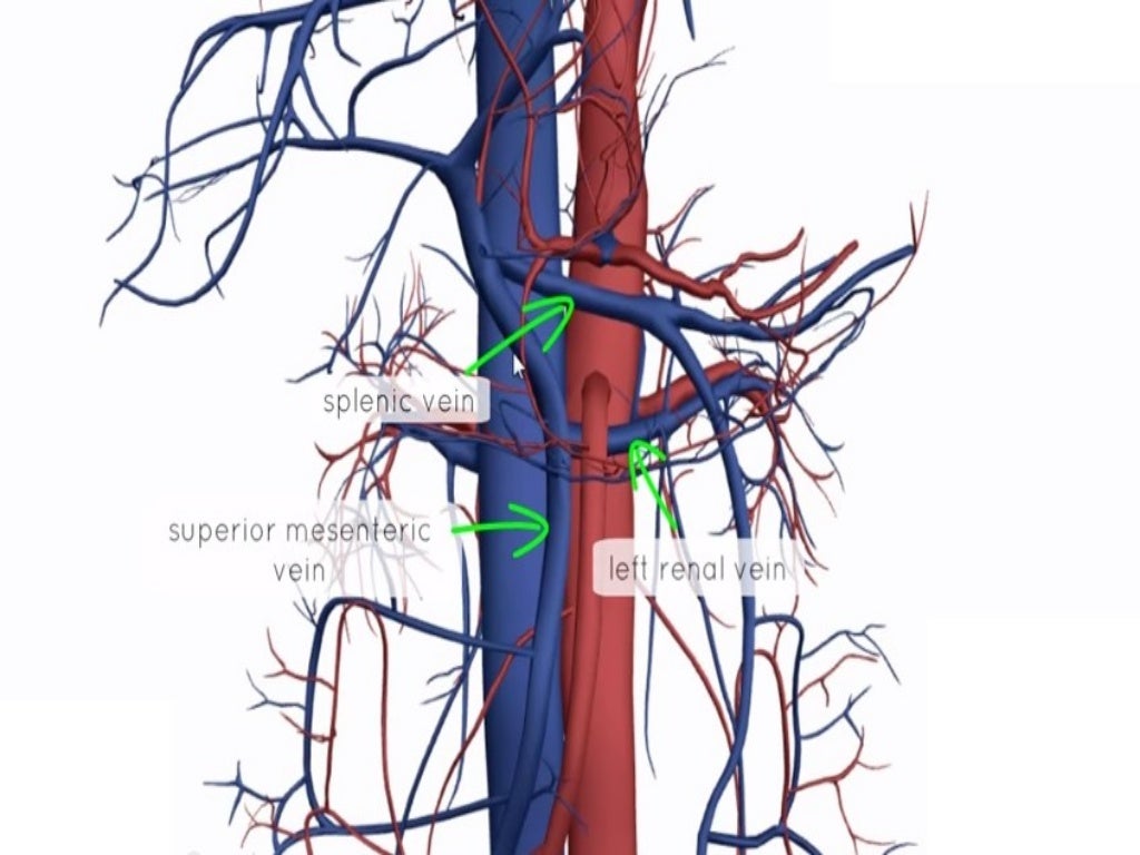 Anatomy superior Mesenteric artery