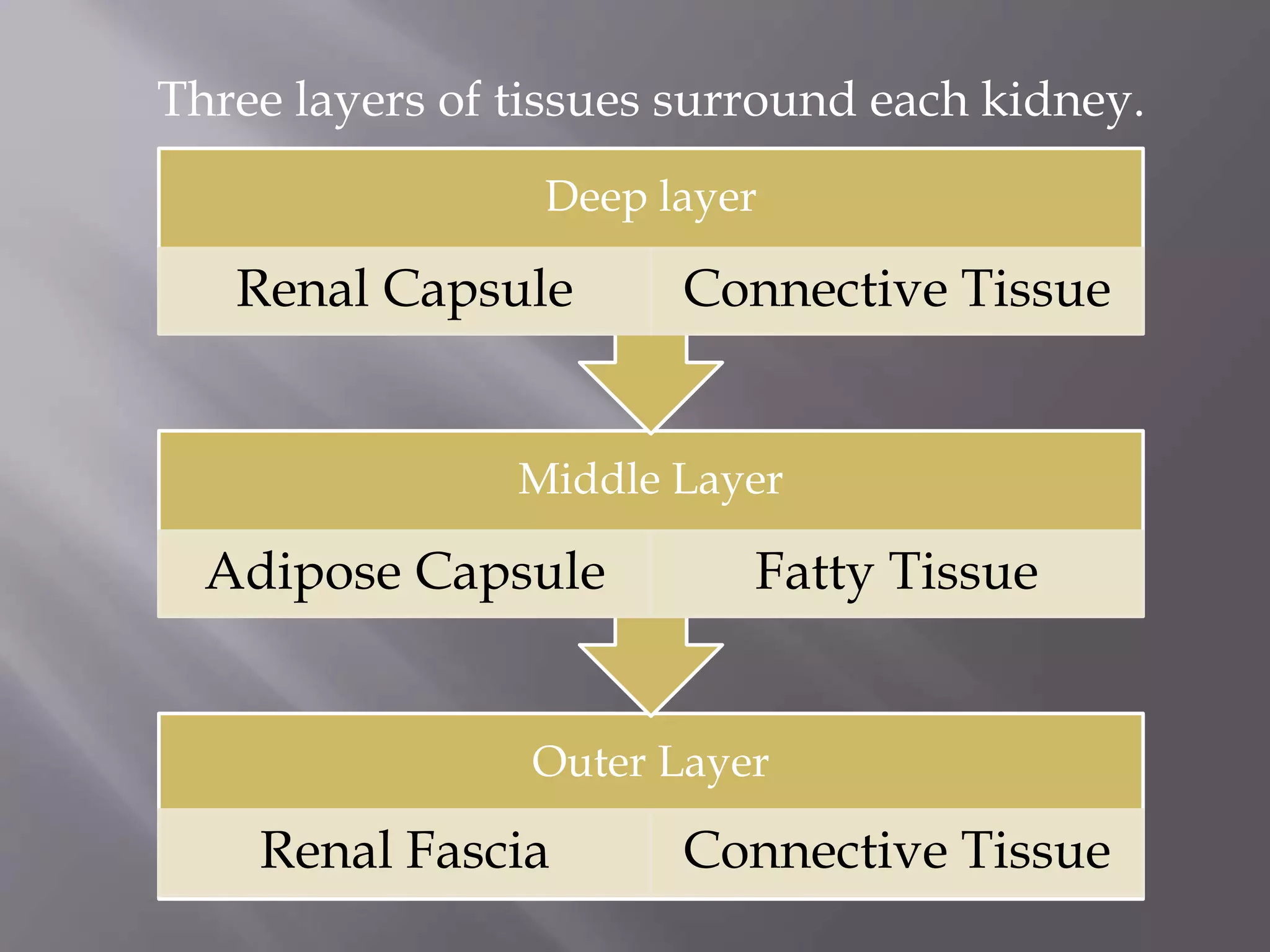 Urinary System | PPTX