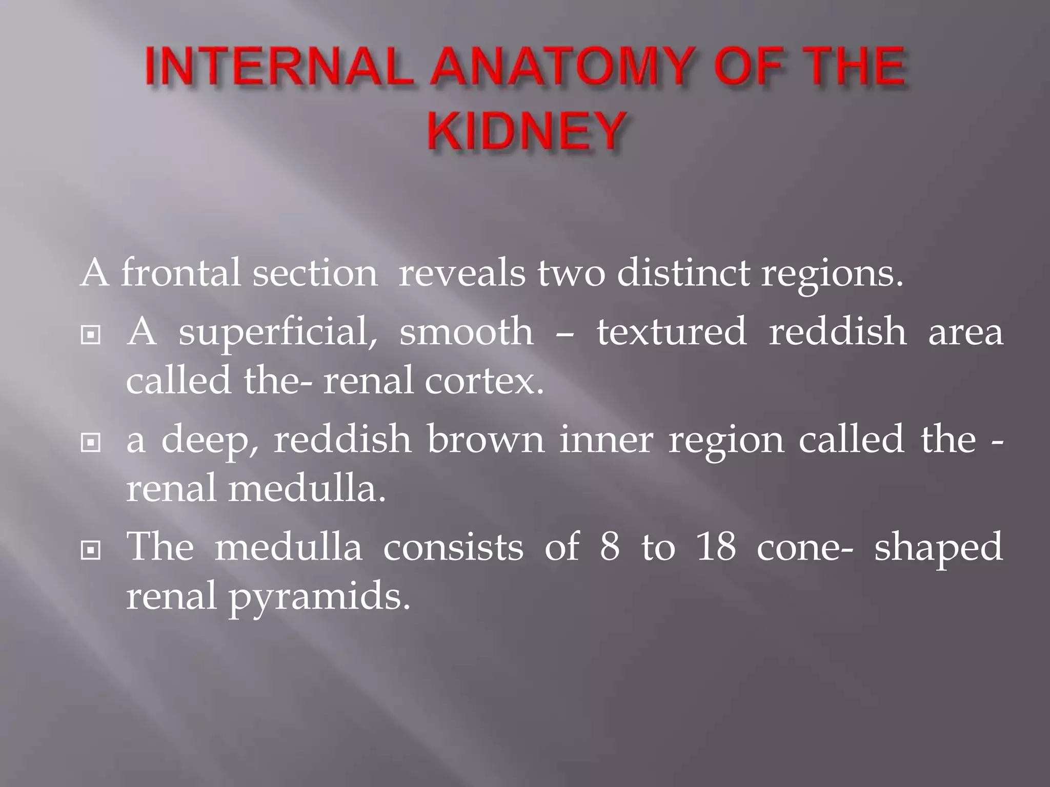 Urinary System | PPTX