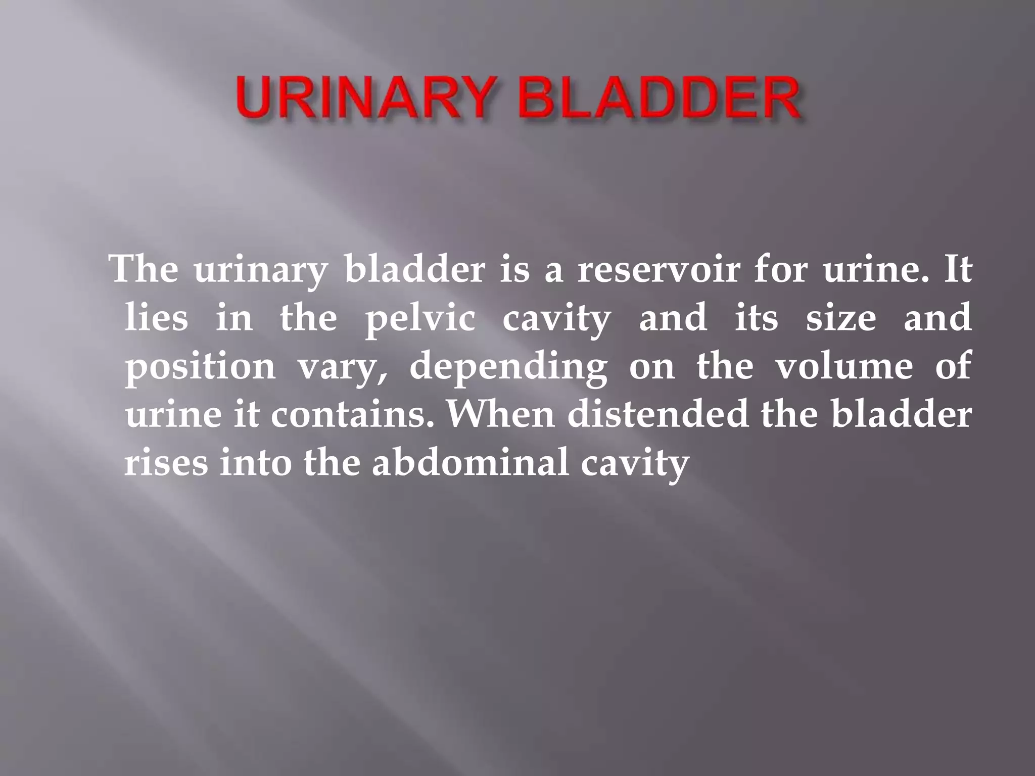 Urinary System | PPTX