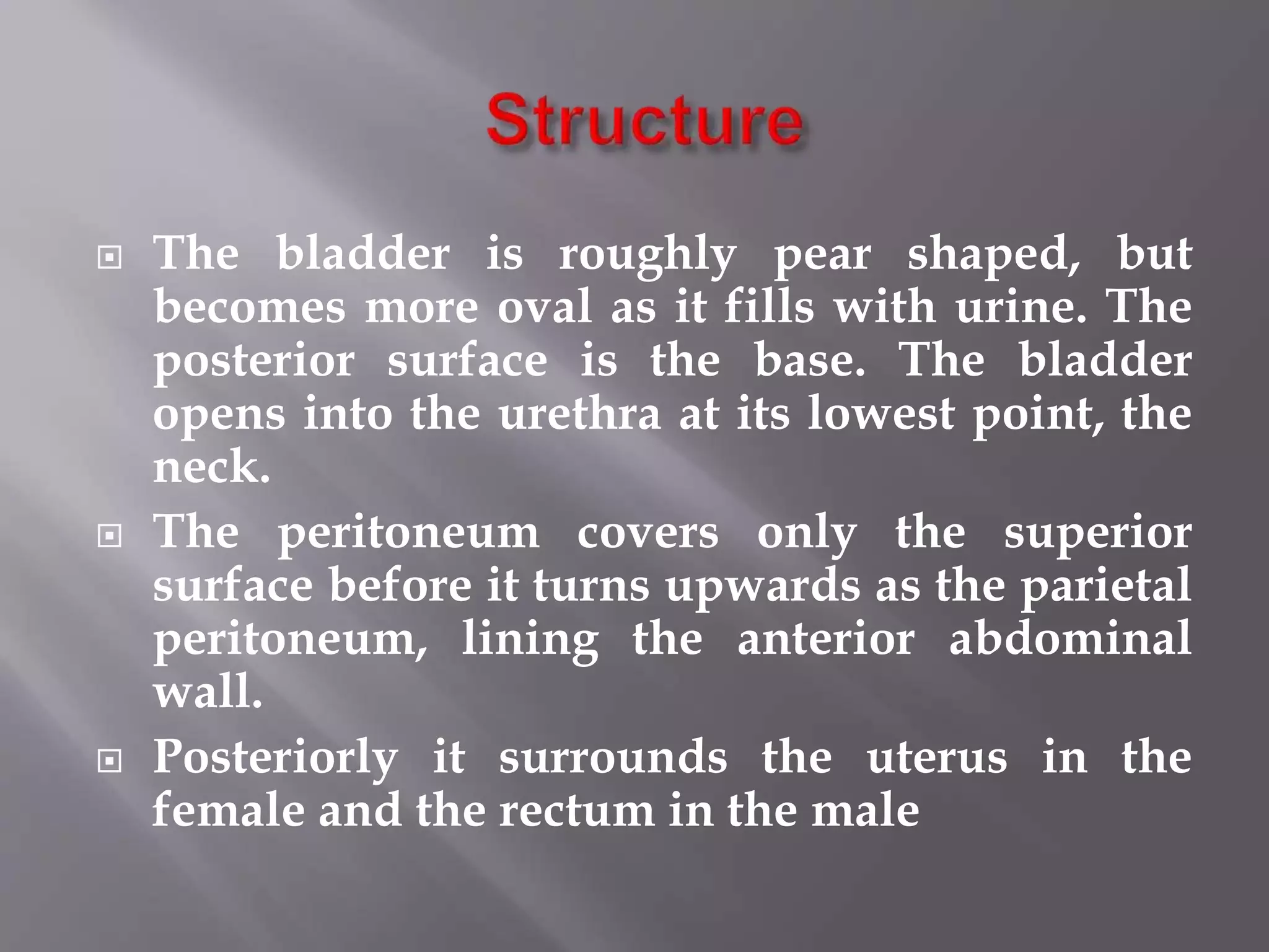 Urinary System | PPTX