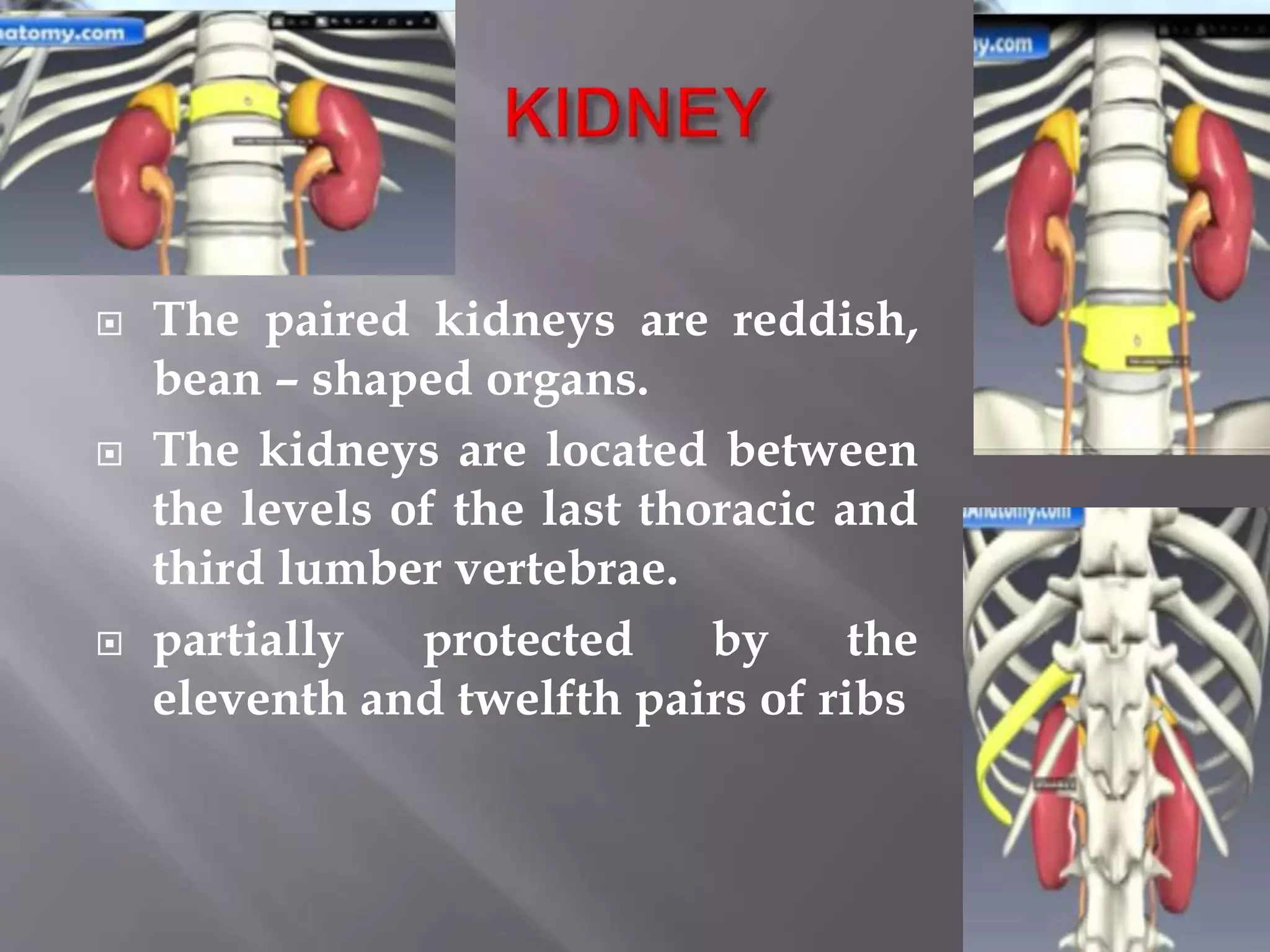 Urinary System | PPTX