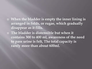 Urinary System | PPTX