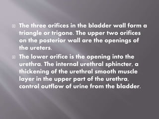 Urinary System | PPTX