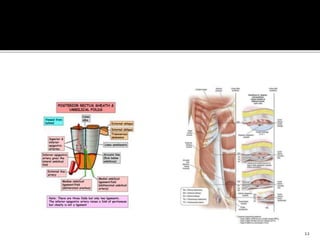 Anatomy & technique of the laparoscopic totally extra peritoneal | PPTX
