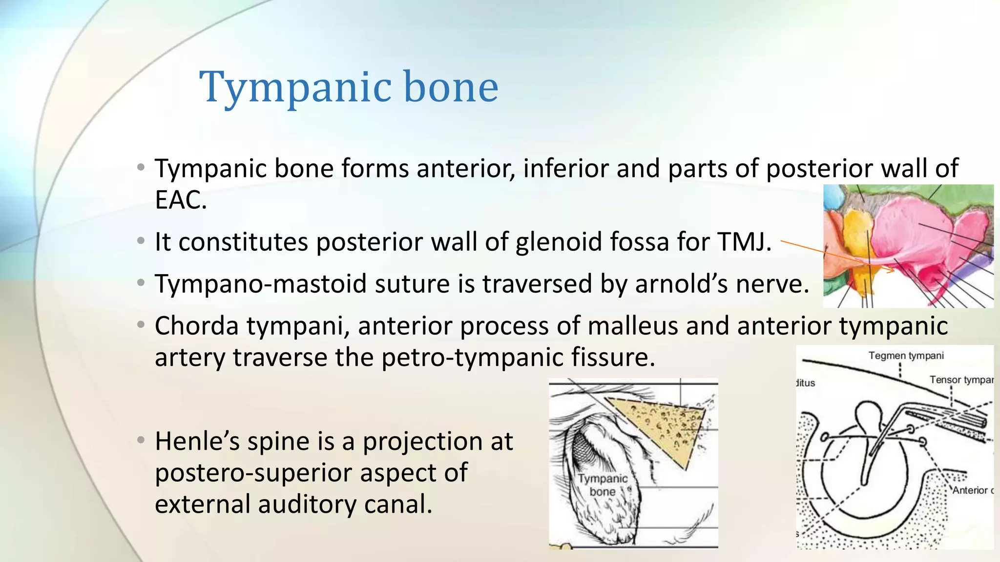 Anatomy temporal bone | PDF