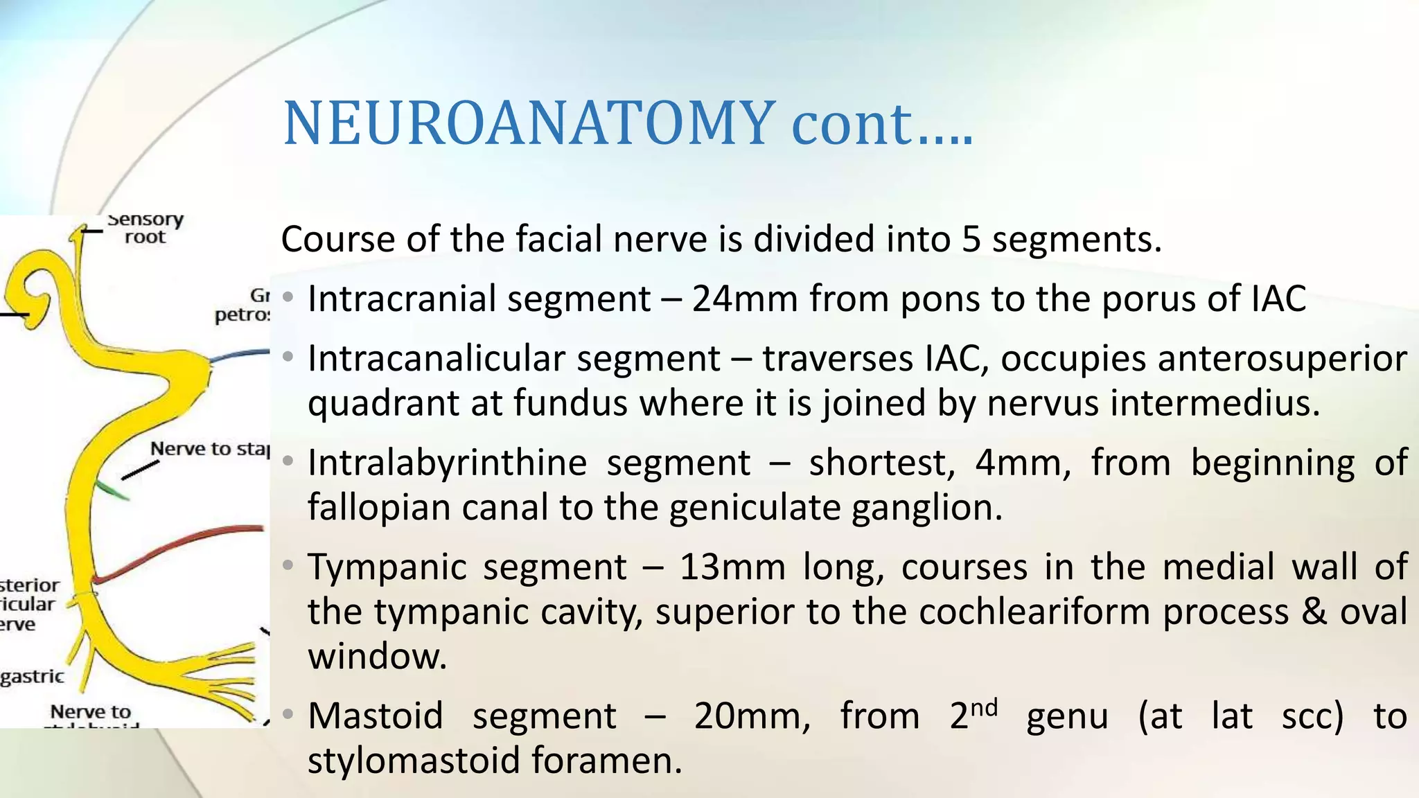 Anatomy temporal bone | PDF