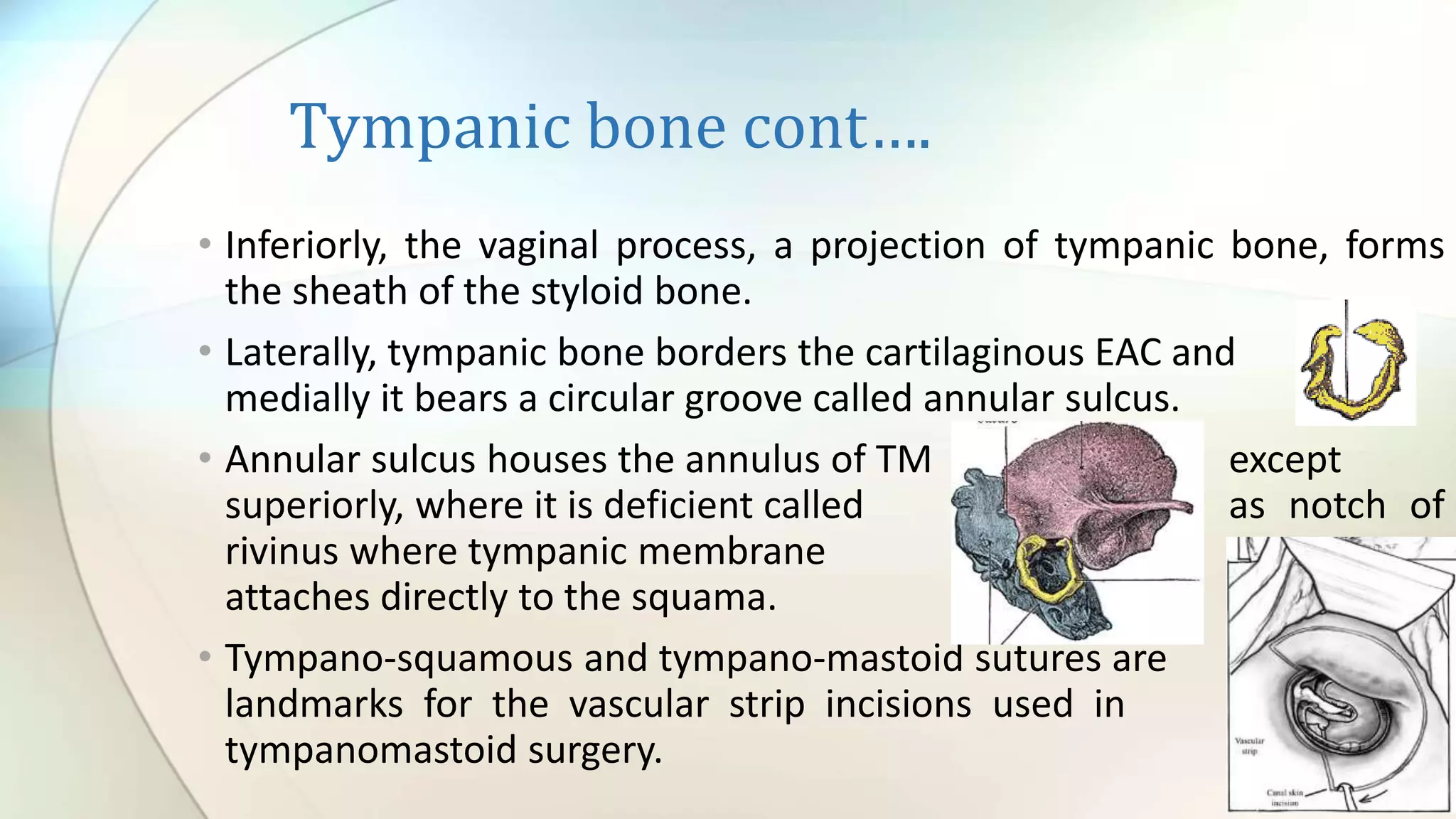 Anatomy temporal bone | PDF