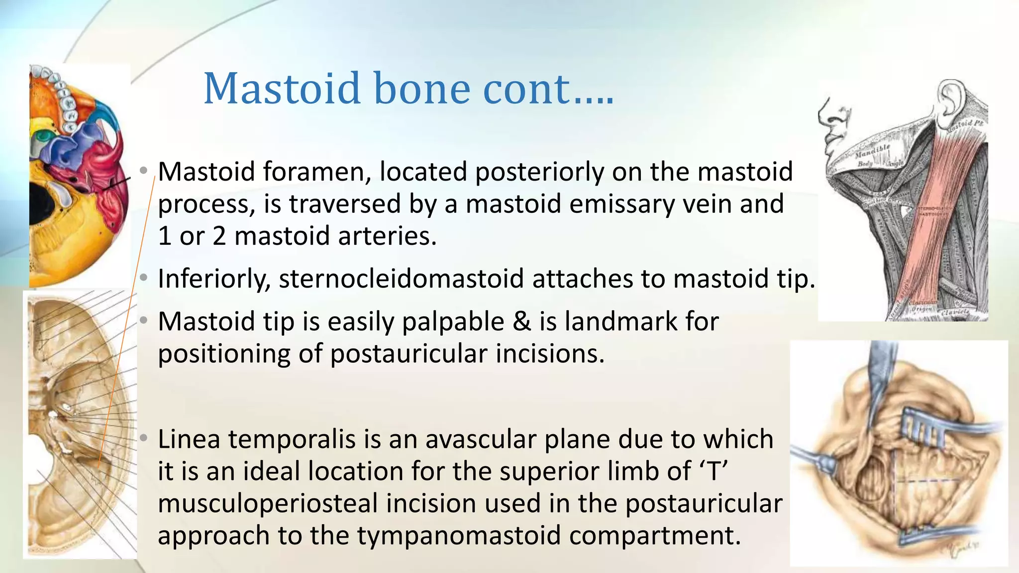 Anatomy temporal bone | PDF