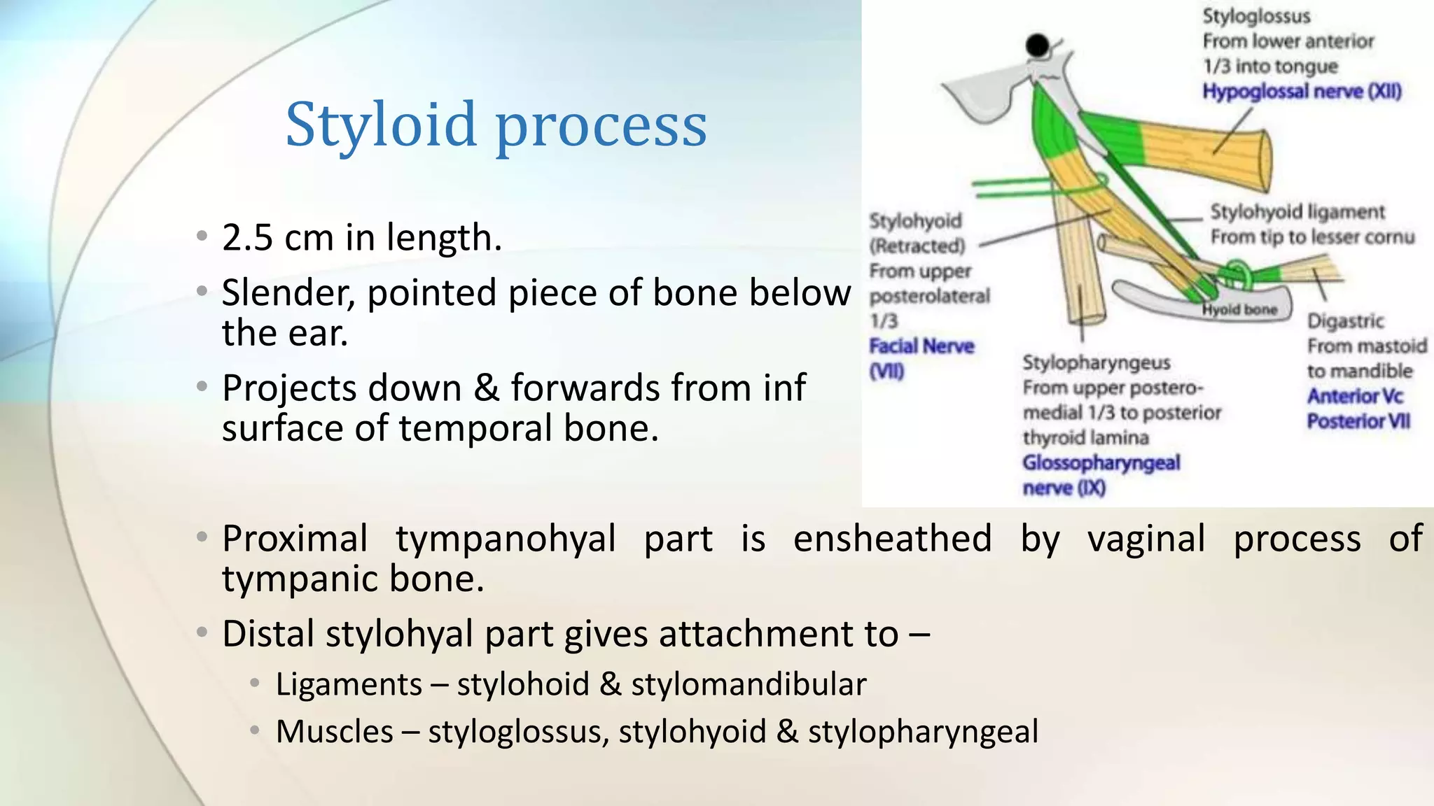 Anatomy temporal bone | PPT