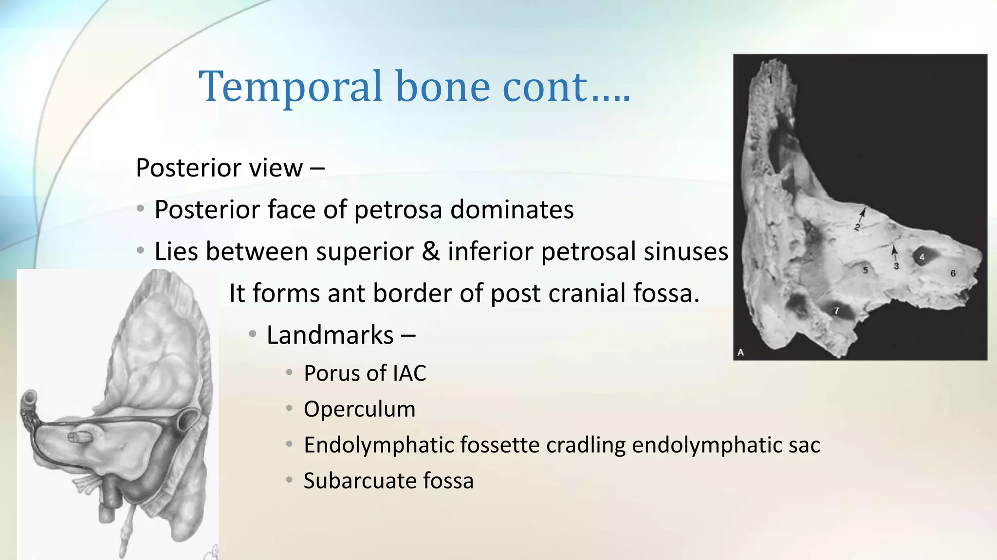 Anatomy of temporal bone | PPTX