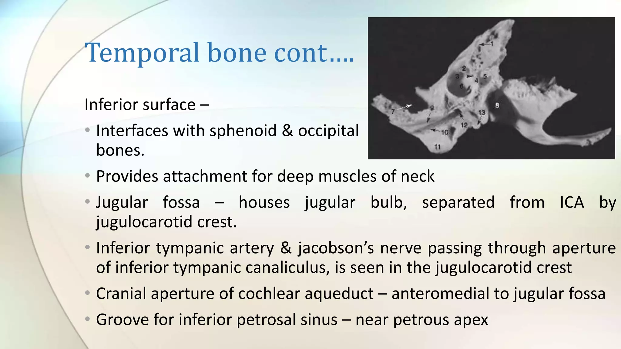 Anatomy of temporal bone | PPTX