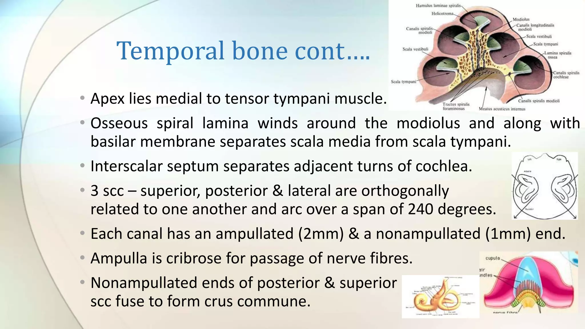 Anatomy of temporal bone | PPTX