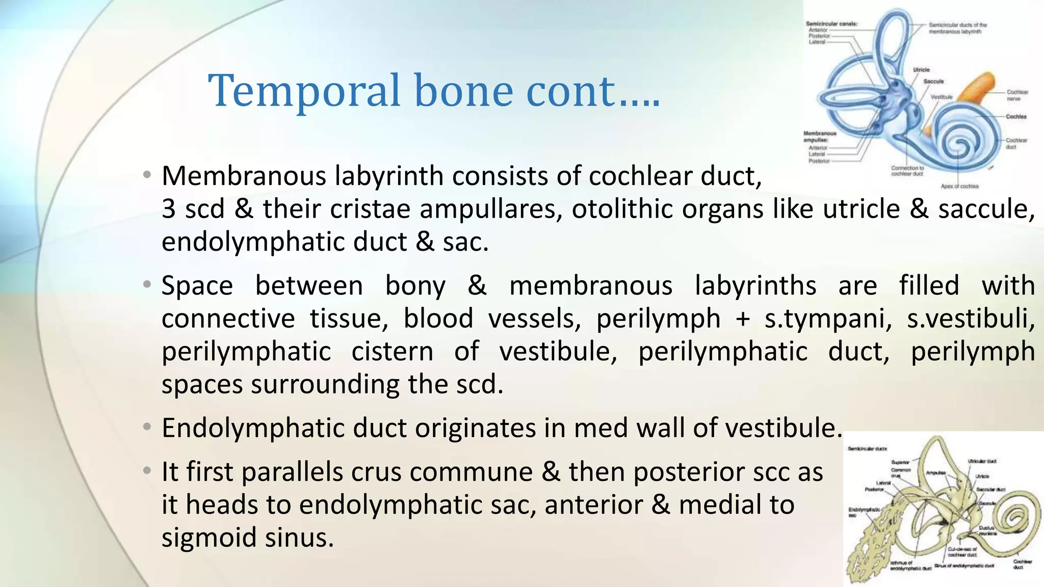 Anatomy of temporal bone | PPTX