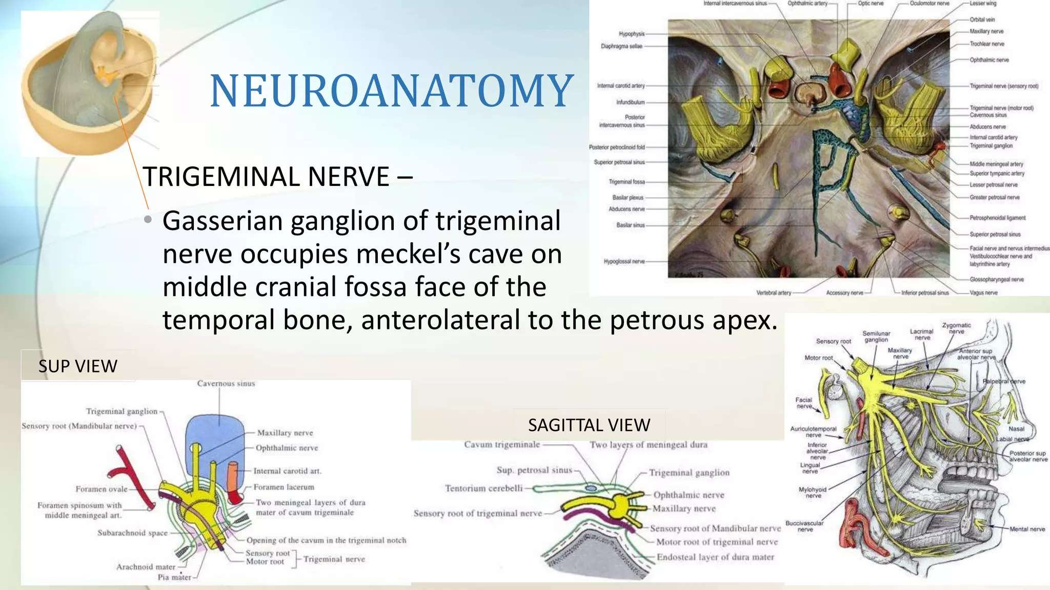 Anatomy of temporal bone | PPTX