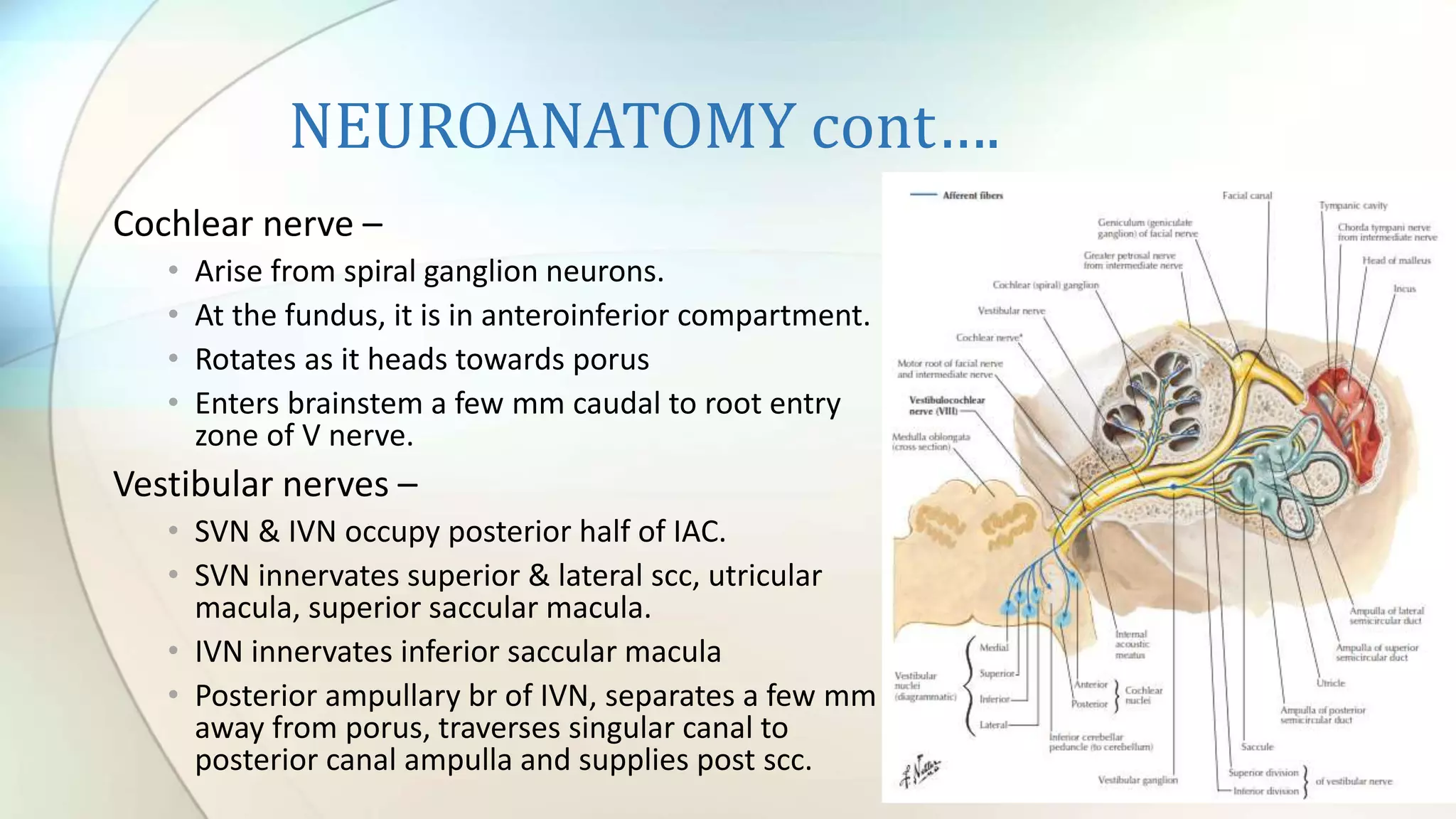 Anatomy of temporal bone | PPTX