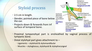 Anatomy of temporal bone | PPTX