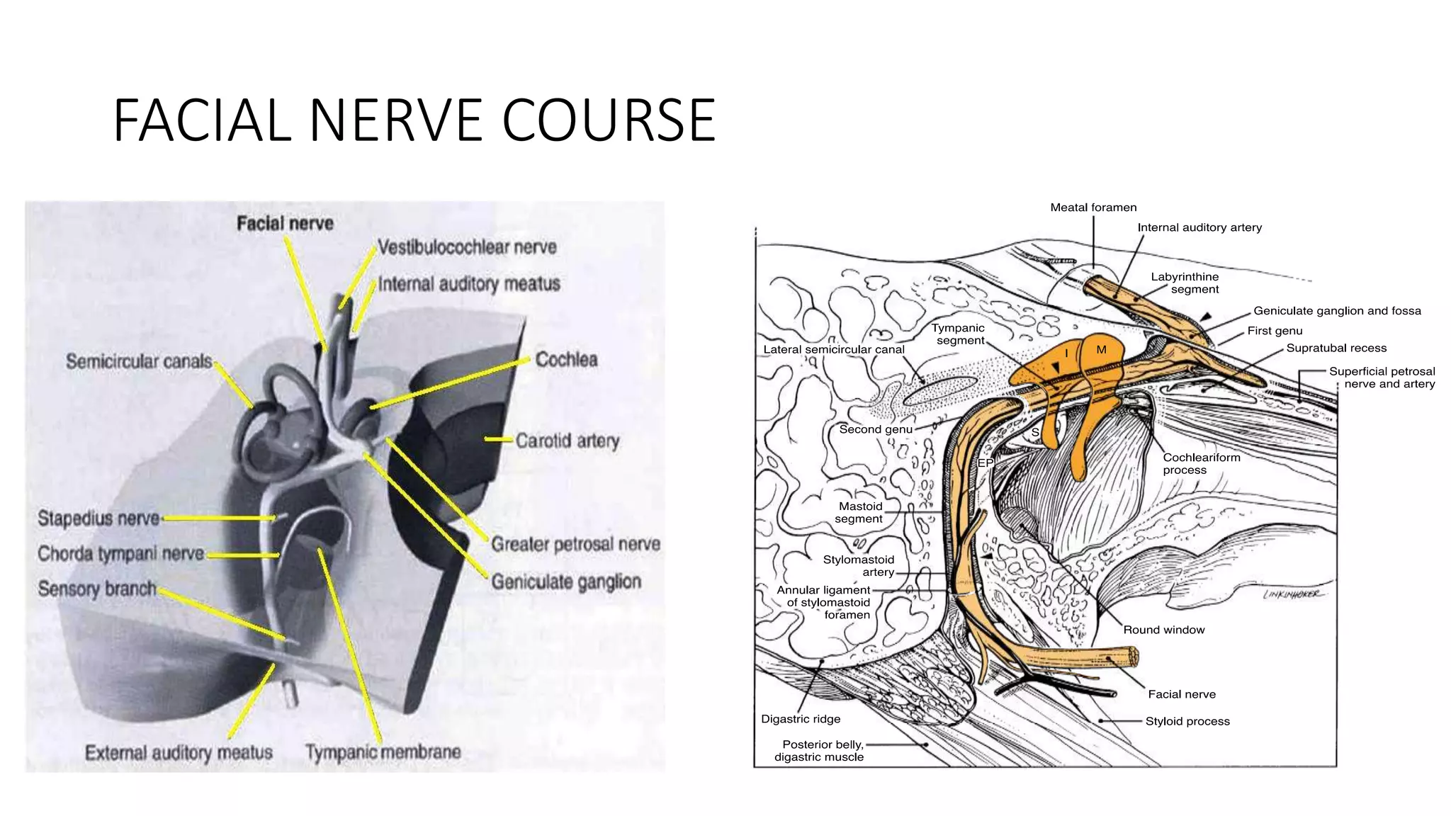 Anatomy temporal bone | PPTX