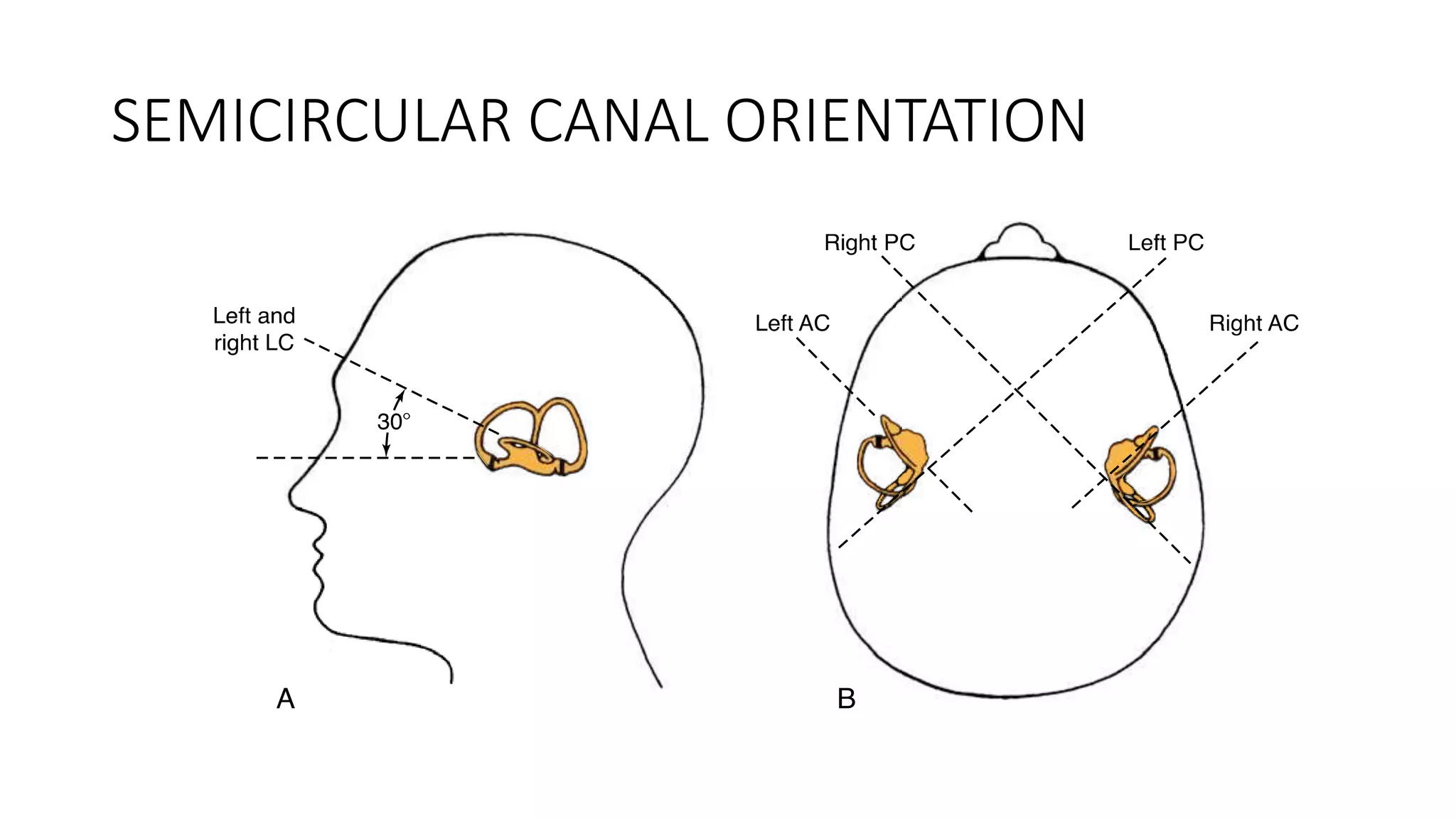 Anatomy temporal bone | PPTX
