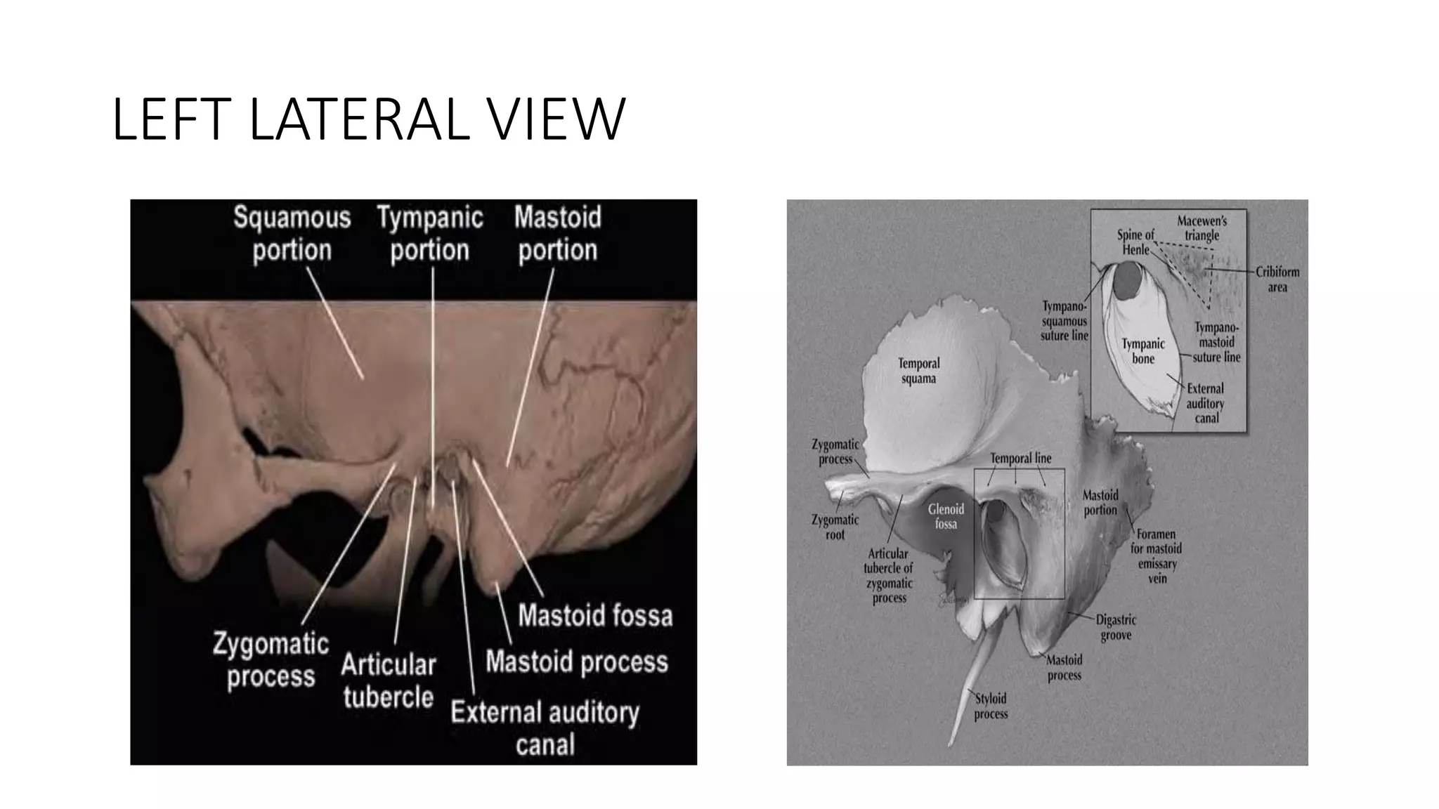 Anatomy temporal bone | PPTX