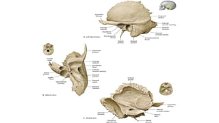 Anatomy temporal bone | PPTX