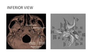 Anatomy temporal bone | PPTX