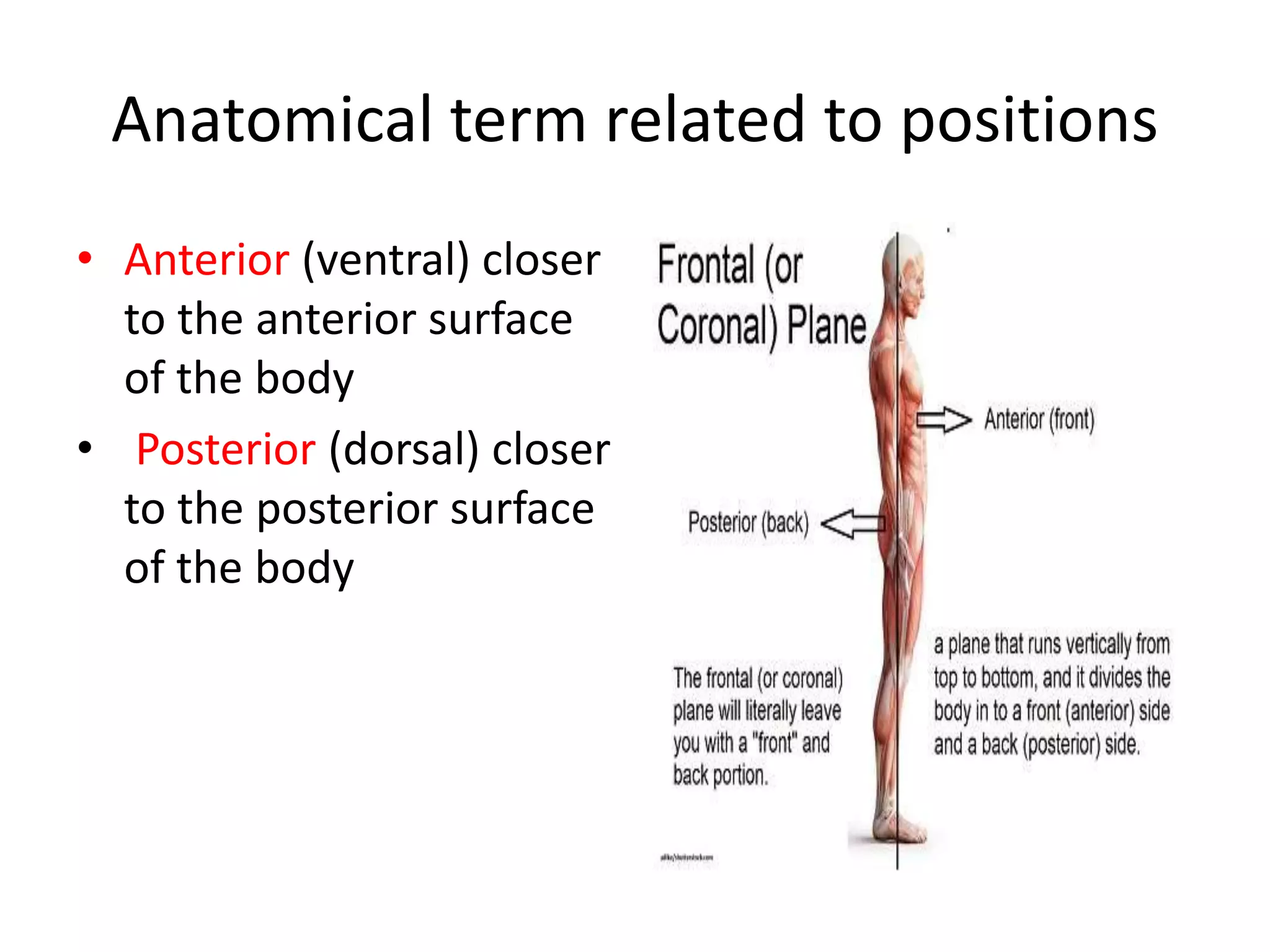 Anatomy terminologies | PPTX