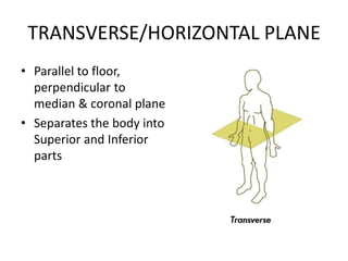 Anatomy terminologies | PPTX