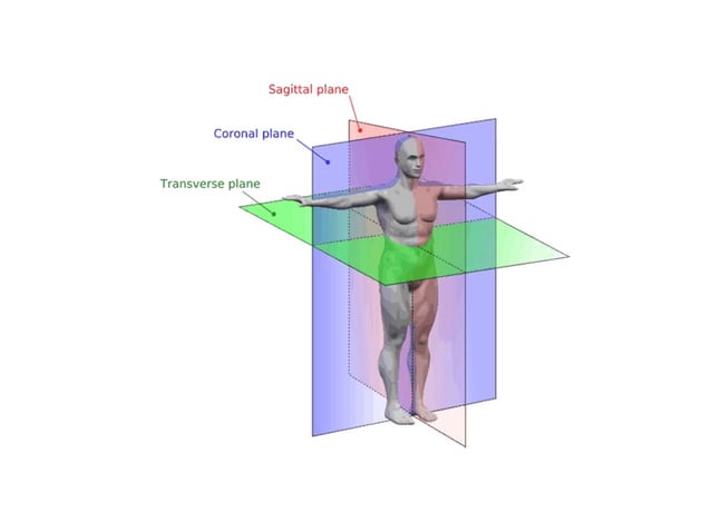 Anatomy terminologies | PPT