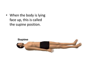 Anatomy terminologies | PPTX