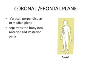 Anatomy terminologies | PPTX