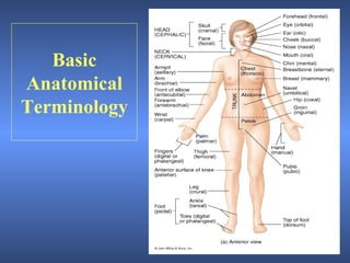 Anatomy terminology | PPT