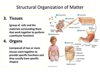 introduction to Anatomy terminology | PPT