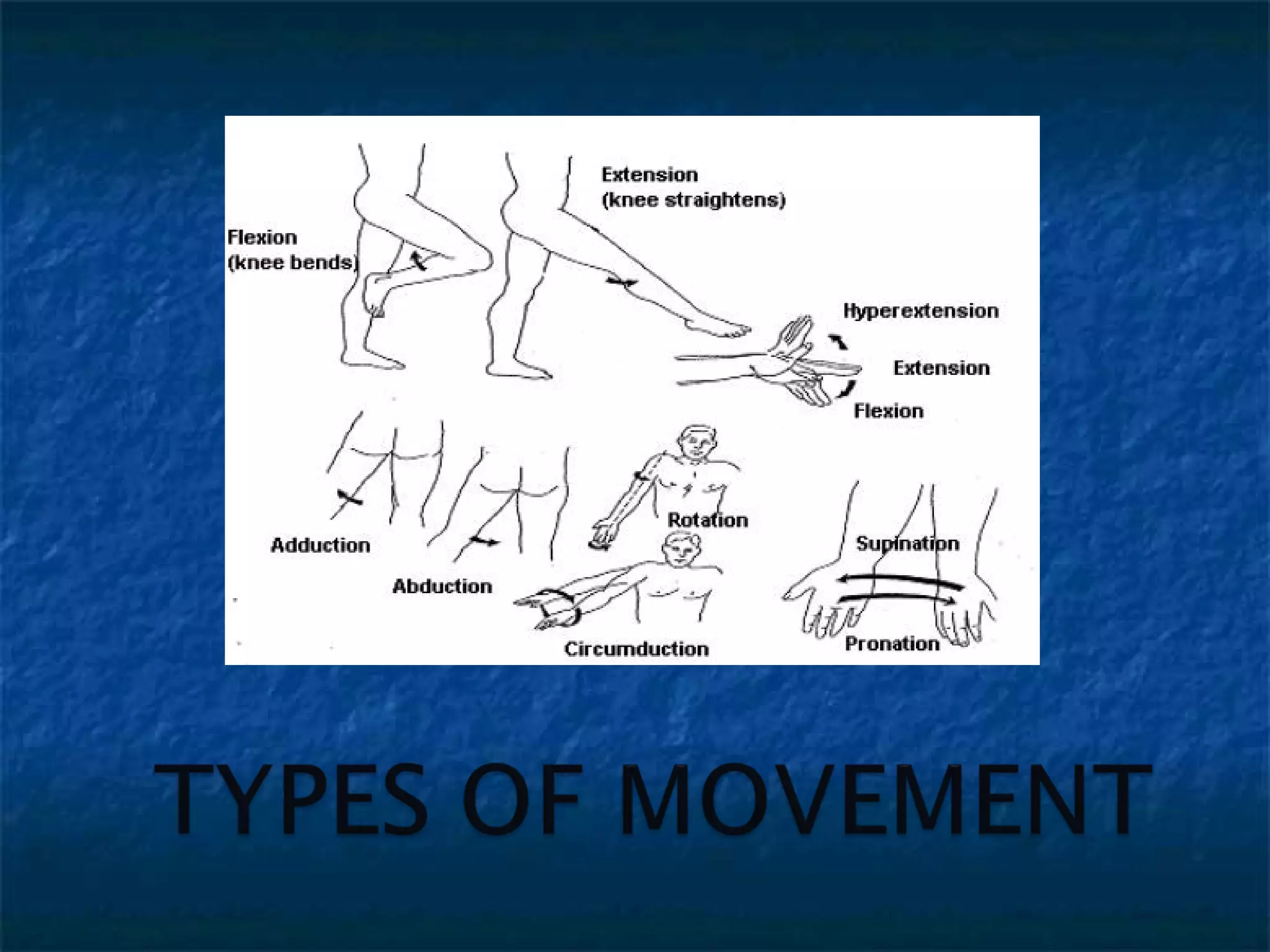Anatomy terms & skeletal system | PPT